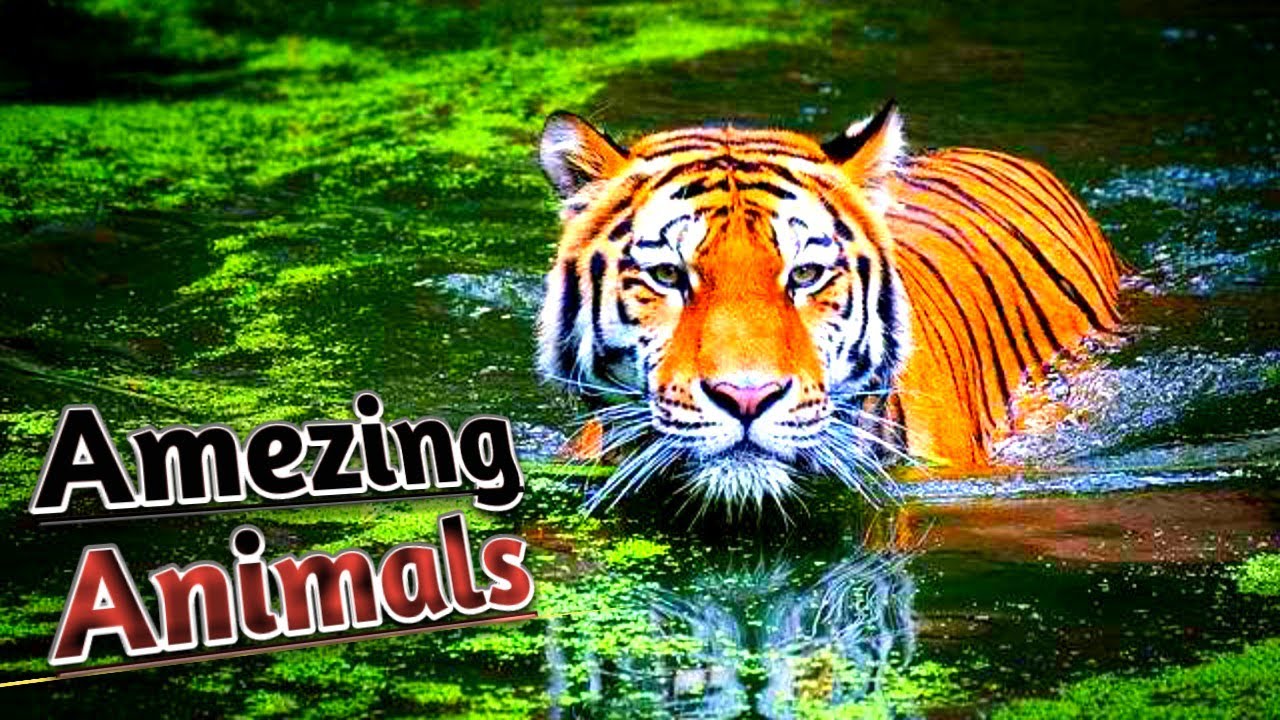 Amezing Animals In the World||Amezing Animals|| - YouTube