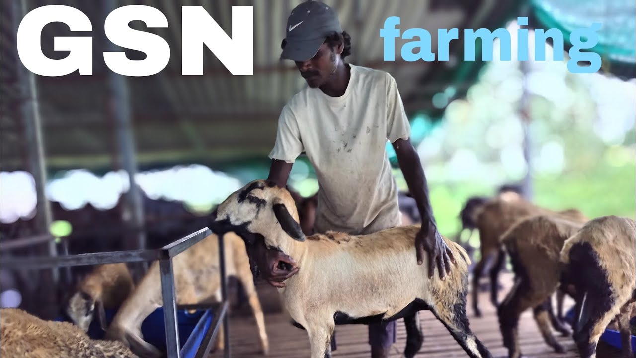 sheep farming videos - YouTube