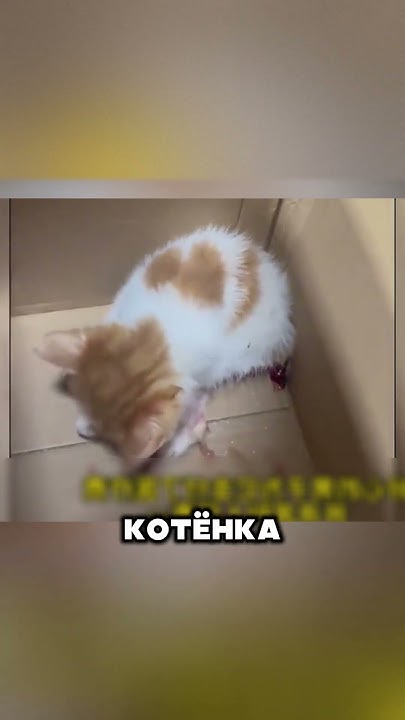 ОТВЕЗ КОТЕНКА К ВЕТЕРИНАРУ А ПОТОМ 🥺🙏🏻🐈 Youtube
