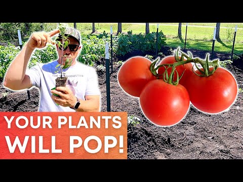 Do This to Make Your Tomato Plants Pop! - YouTube