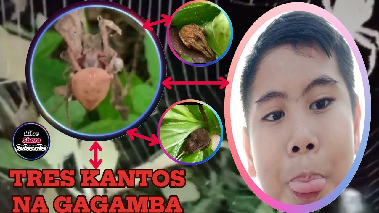 TRES KANTOS NA GAGAMBA NA MAY SUNGAY #gagamba #spiderhunting # ...