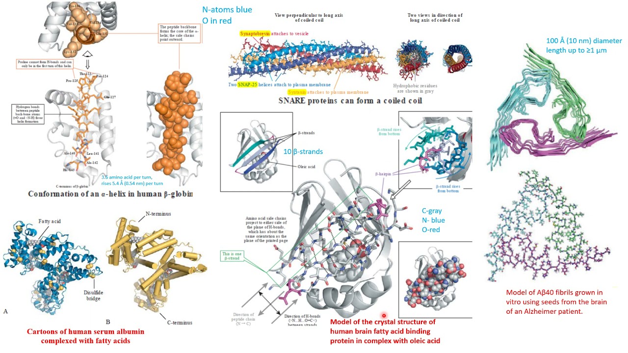Helice Alfa E Folha Beta PROTEÍNAS