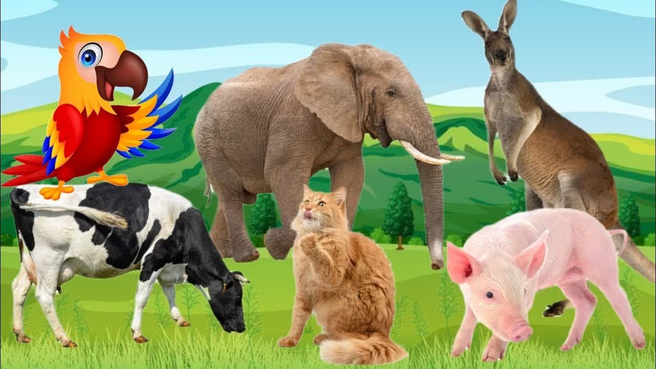 Hewan Populer lucu dan ceria : kelinci, kuda, rusa, sapi, domba dan ...
