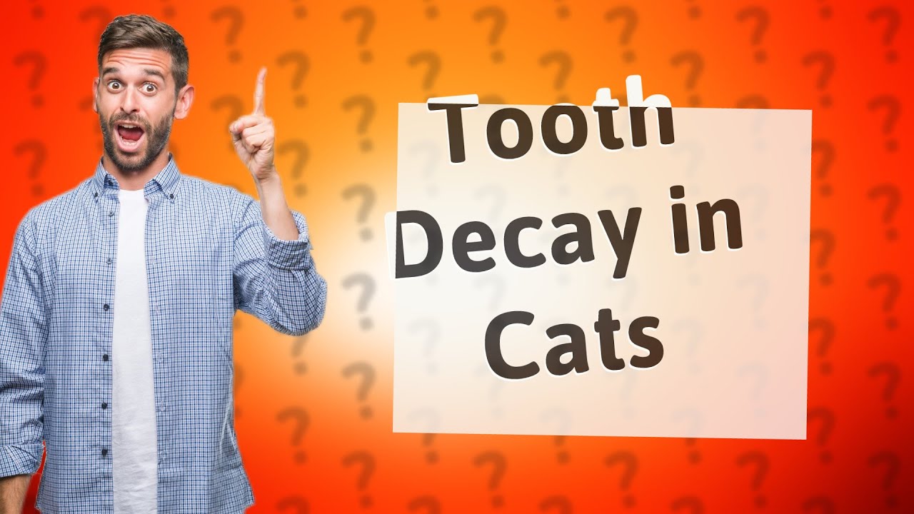 Does tooth decay hurt cats? - YouTube