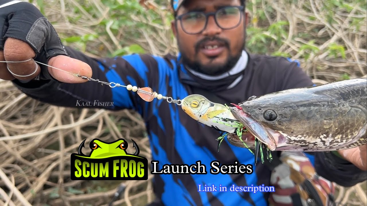 Big Monster cobra Snakehead attack |Maral fish attack Dhadka fish ...