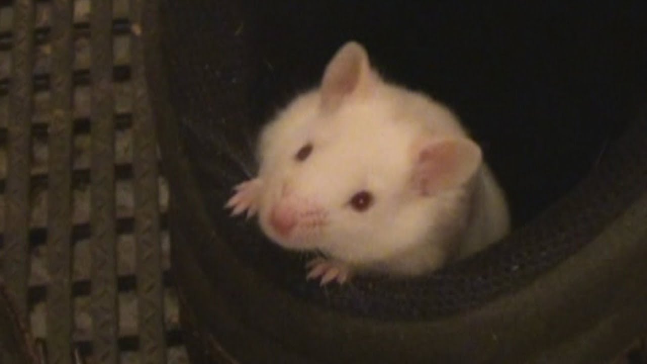 Cute Little Stu (shoes) - YouTube