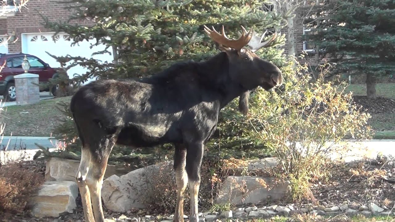 Moose in front yard - YouTube