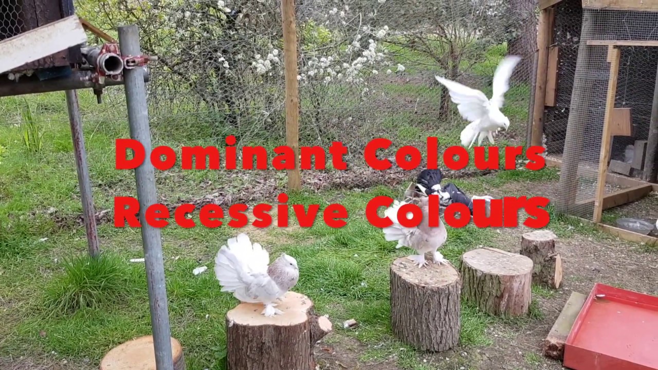 Pigeon Genetics - Pigeon Base Colors Inheritance - YouTube
