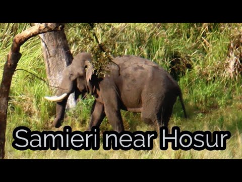 Wildlife tours near Bangalore | Aiyur reserve forest | Tourist ...