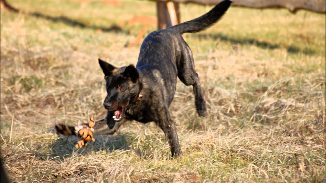 DUTCH SHEPHERD Adler de Alphaville Bohemia faces - YouTube
