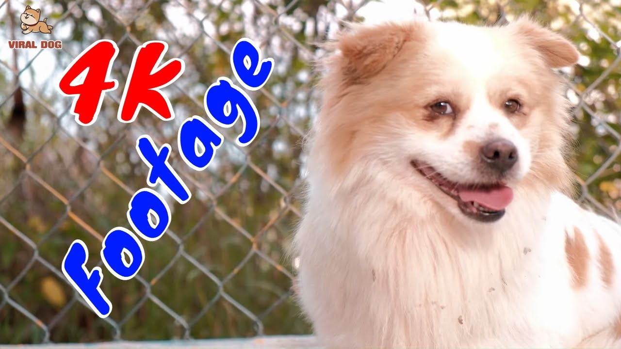 4K Dogs and Puppies Beautiful Animal Footage Episode 8 | Viral Dog ...