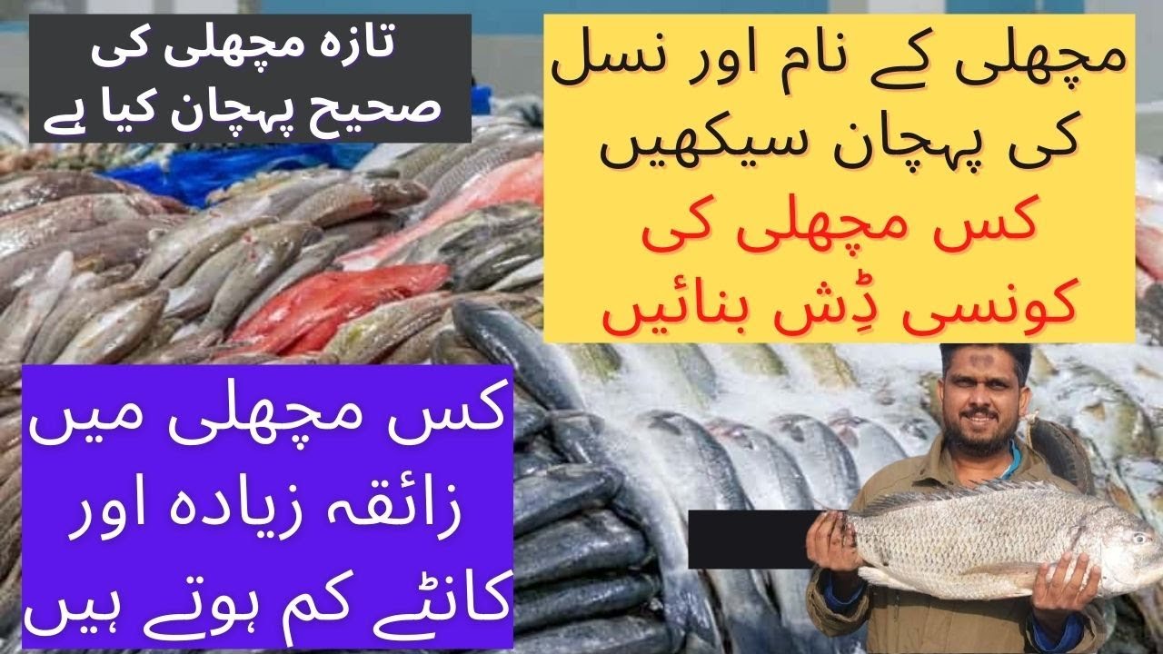 Fish Identification By Names In Urdu Hindi How To Buy Fish Karachi fish-identification-by-names-in-urdu-hindi-how-to-buy-fish-karachi