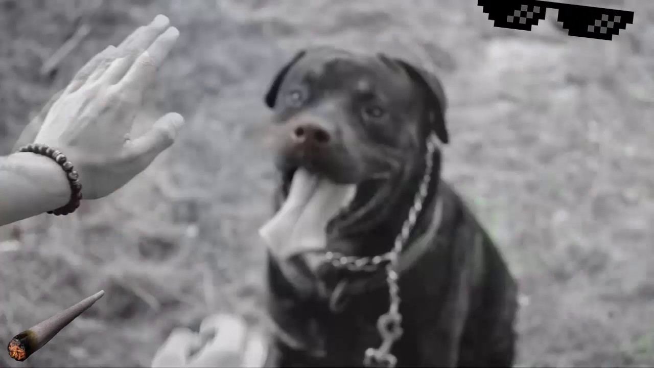 Dog thug life $$ - YouTube