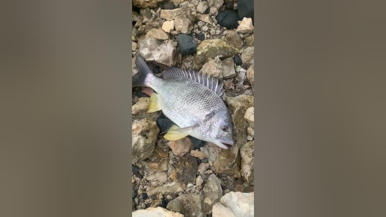 Jackpot ang laki ng nahuli ko - YouTube