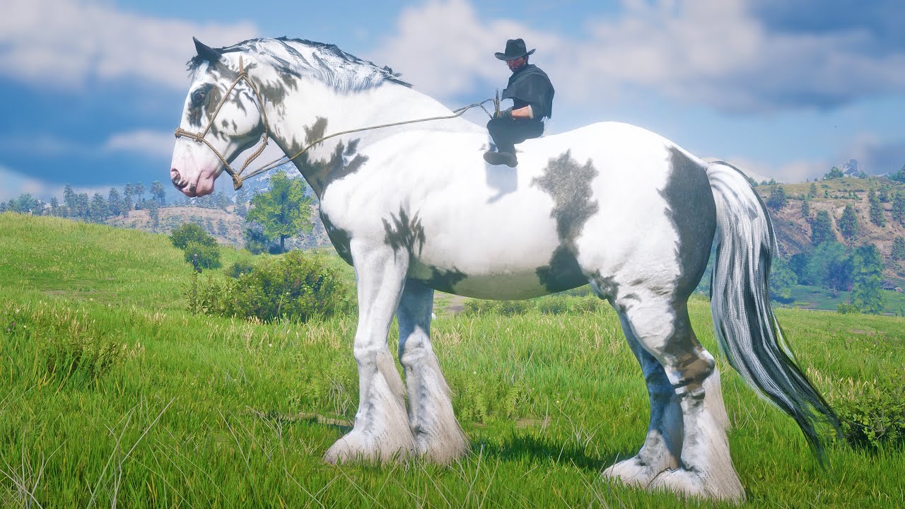 John Marston Tames Beautiful Ginormous Gypsy Cob Splashed Piebald Horse ...