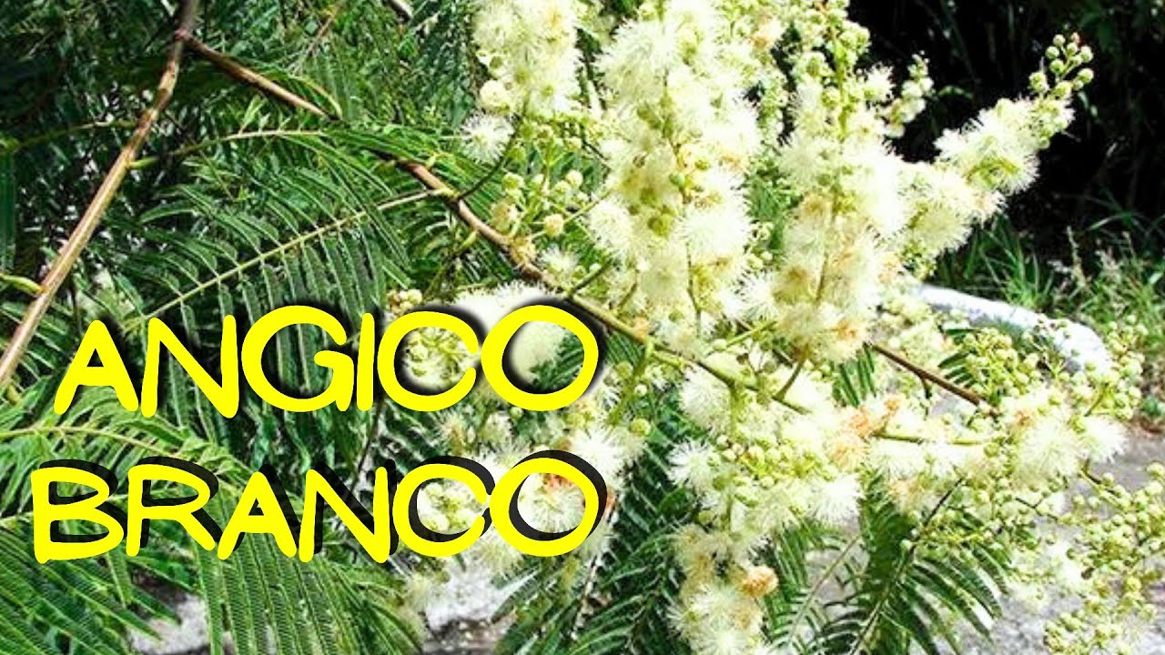 Angico branco, Quais são os usos e benéficos desta árvore brasileira ...