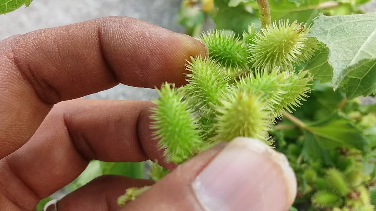 marugu mandu pettudu chettu marlumathangi స్త్రీ ,పురుష వశీకరణానికి ...