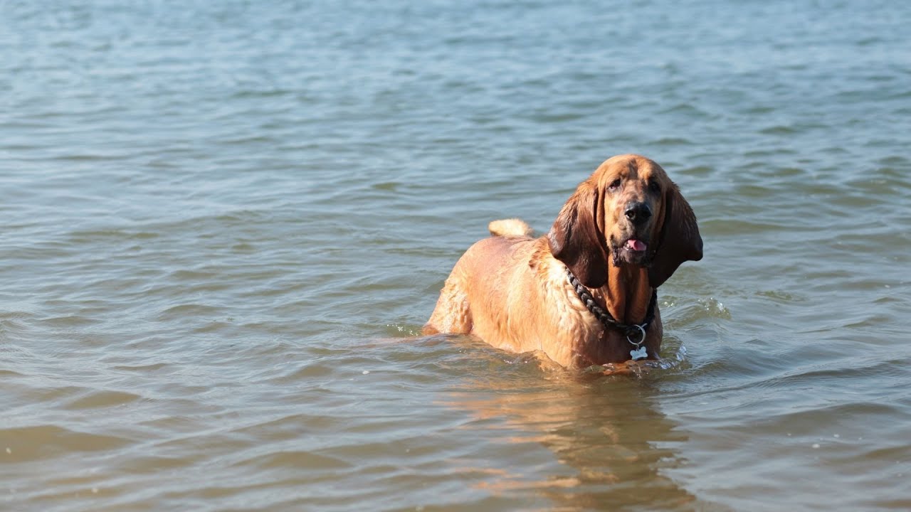The Amazing Work of Bloodhound Search & Rescue Teams: Real Heroes - YouTube