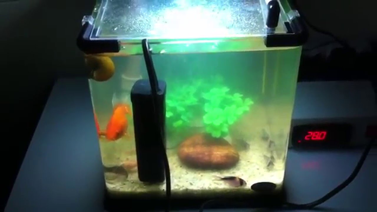 Mini sump e controladora de temperatura para aquário pequeno ...