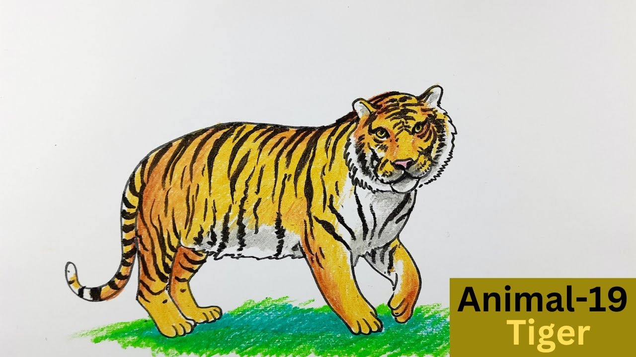 Tiger/ How to draw tiger/ Tiger drawing for kids/ easy animal drawing ...