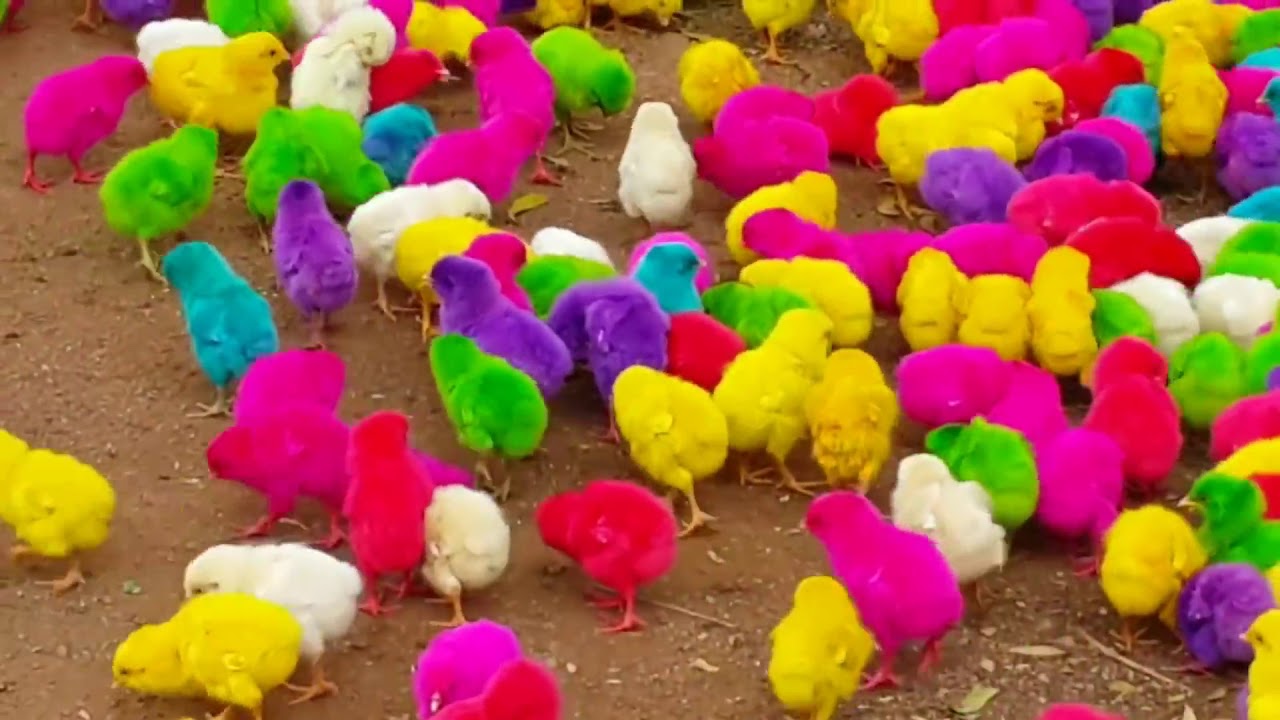 Amazing ! Chickens 7 Unique Colors In The World - YouTube