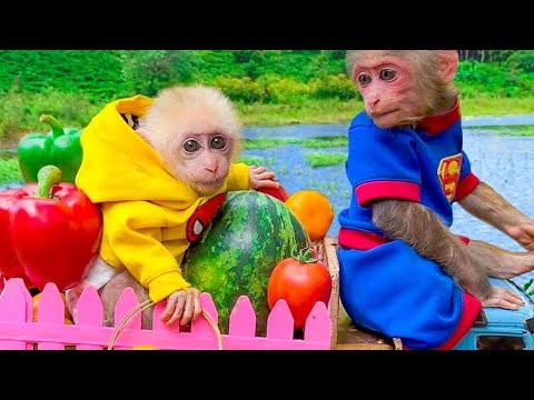 monkey # Bander # monkey video - YouTube