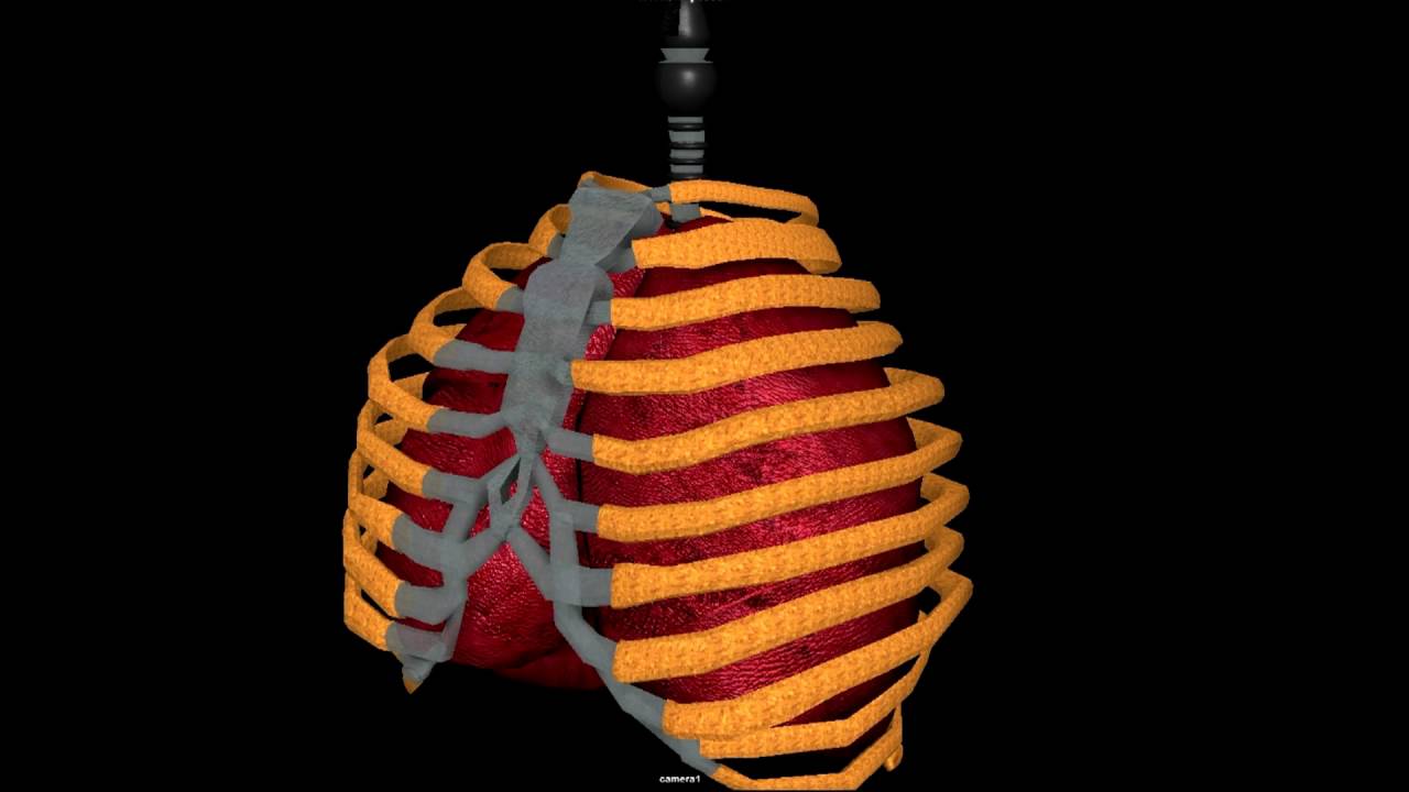 Human lungs breathing -3D animation - YouTube