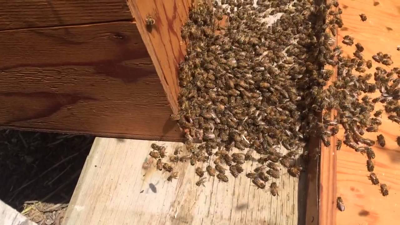 Adding Bees to your hive - YouTube
