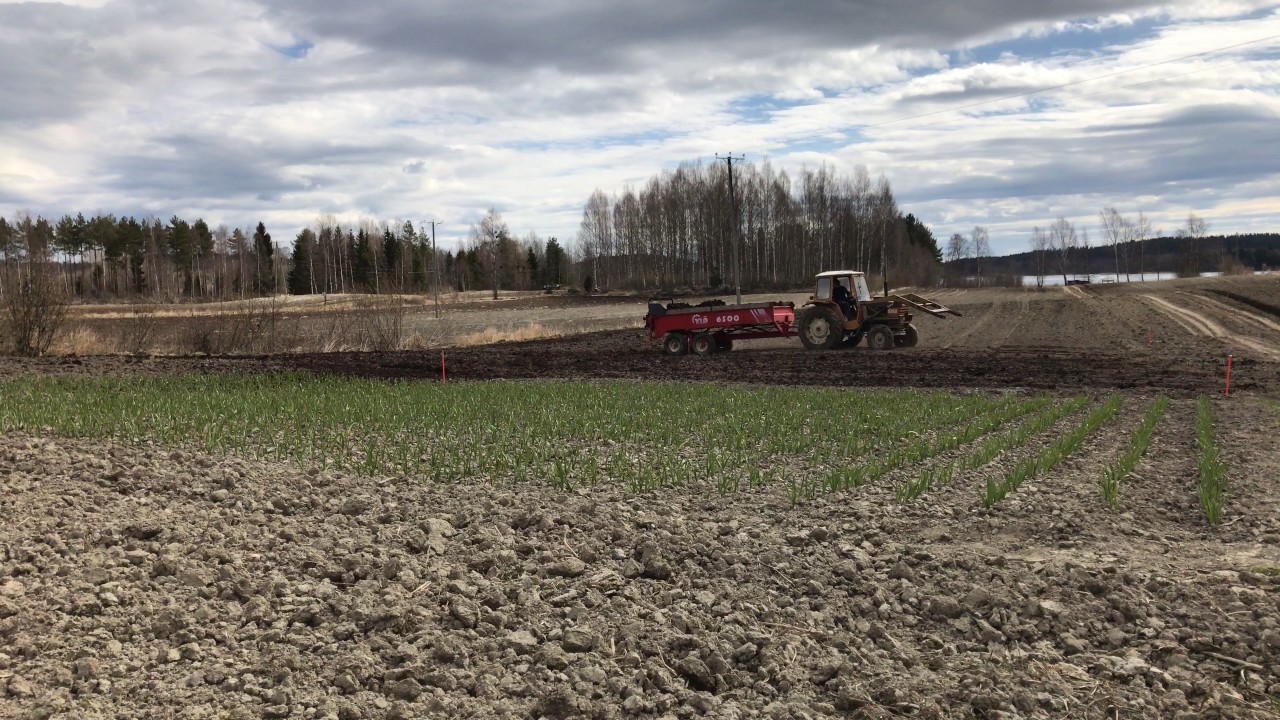 Applying biodynamic cow manure compost - Timelapse - YouTube
