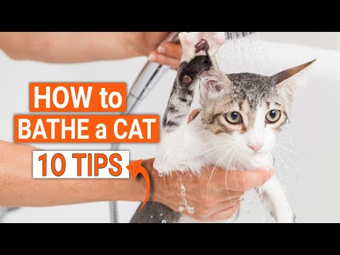 10 VETERINARY TIPS on HOW to BATHE a CAT or KITTEN [Updated Guide]