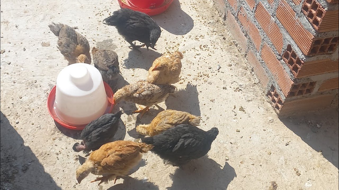 Los pollos criollos mejorados, pavipollo, franceses, están creciendo ...