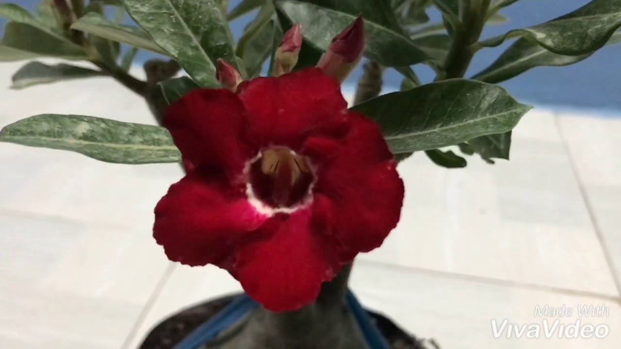 Lô 1🌺25/12/2019 Hoa Ruby nhung đỏ đẹp dễ thương alo 0909913967 Khoa - YouTube