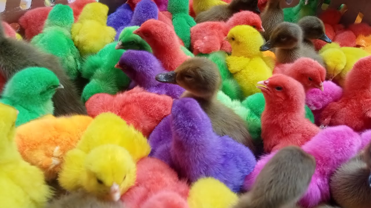 Very cute.... little ducks playing colorful balls in the morning ( Part ...