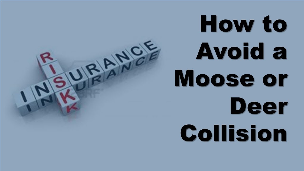 Avoiding Deer Car Collisions - How to Avoid a Moose or Deer Collision 1 ...
