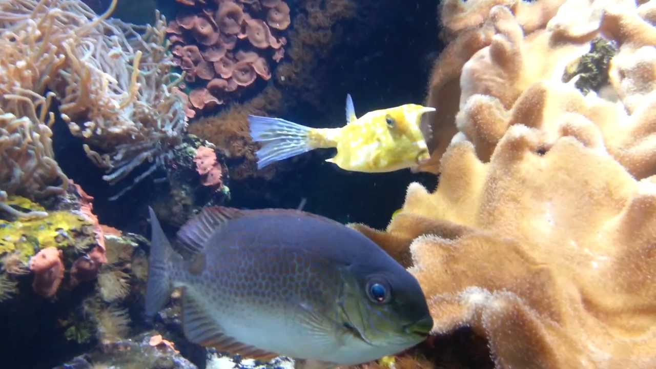 Longhorn cowfish in nice sea aquarium - YouTube