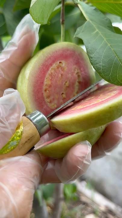Red guava cut on tree | do you like to eat guava? #fruit #guava - YouTube