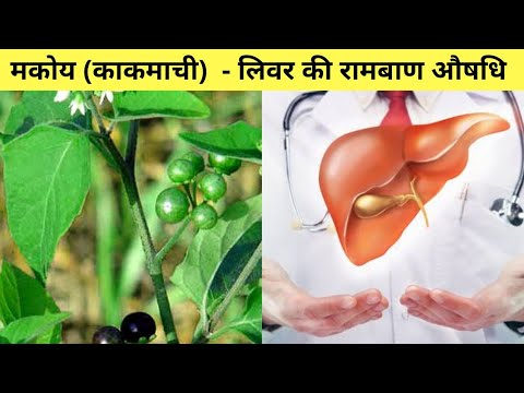 मकोय की पहचान और फायदे | Makoy ka paudha | Makoy ke fayde | Liver cleansing ayurvedic herbs ...