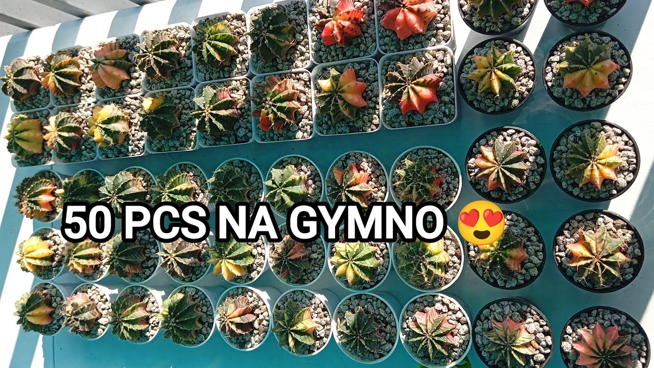 UNBOXING| I ORDERED 50 PCS OF GYMNO 💗 - YouTube