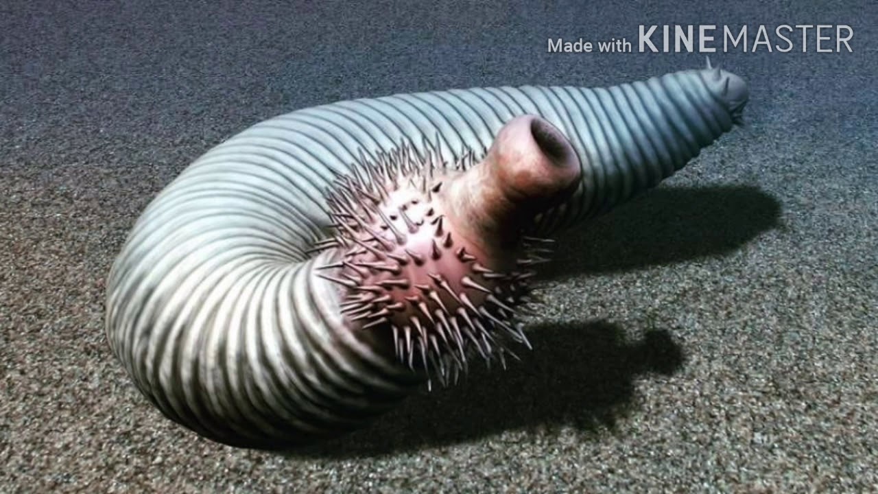 Todo sobre el género Ottoia, scalidophora (loquendo) - YouTube