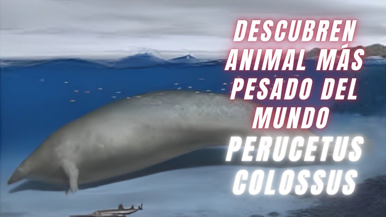 Acaban de descubrir a la ballena PERUCETUS COLOSSUS. El nuevo animal ...