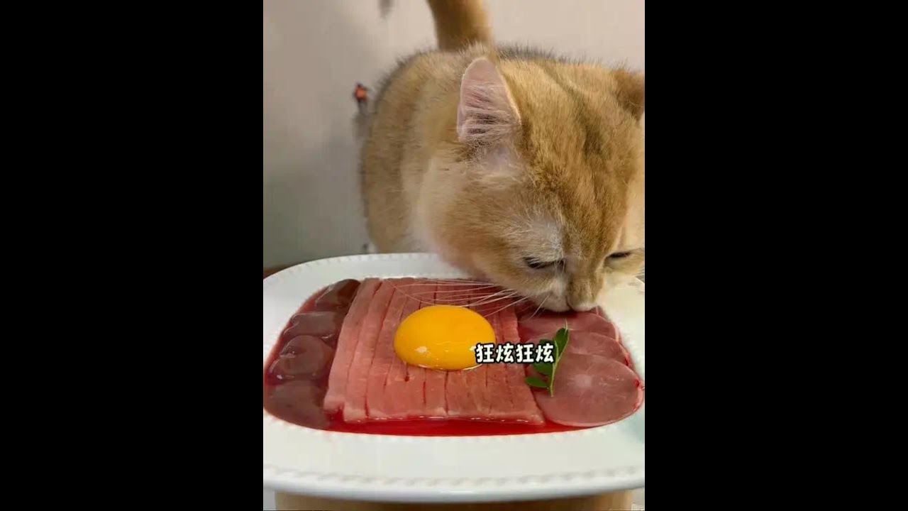 Lunch of the cat # foodie cat # raw meat feeding cat # cat eating ...
