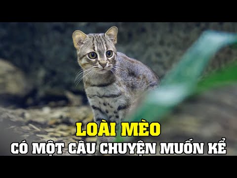 Hành Trình Của Loài Mèo | Khám Phá Thế Giới Động Vật