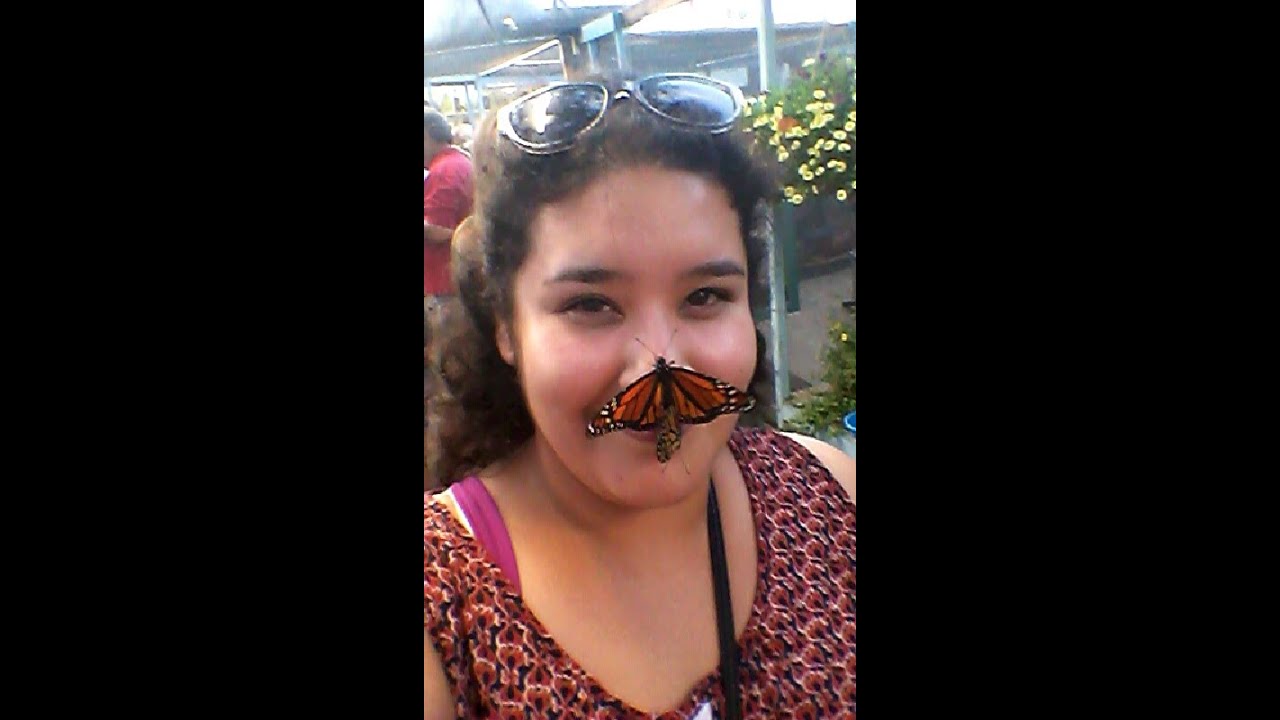 Attack of the Evil Butterflies at the OC Fair!!! - YouTube