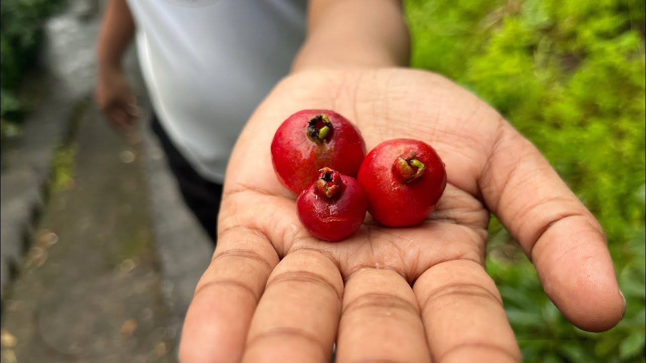 Nature's Treasures Unveiled with Shalini & Ravi~ Mauritius Island - YouTube
