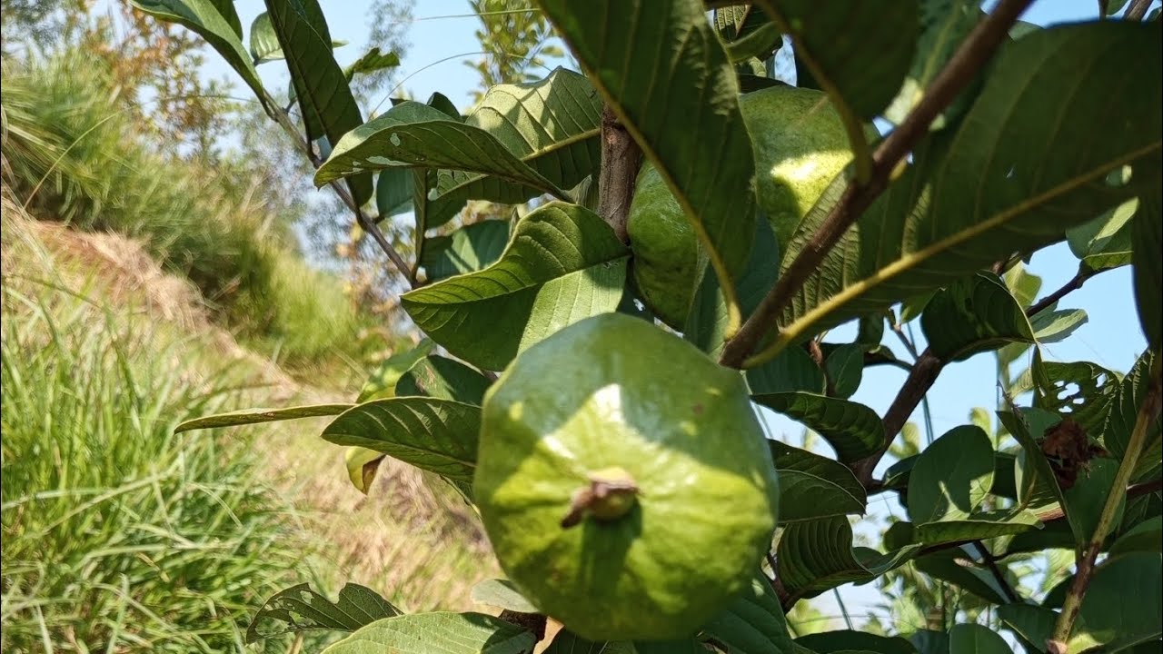 New plantation of tywan pink guava in nepal#agricultureinnepal #fruit # ...