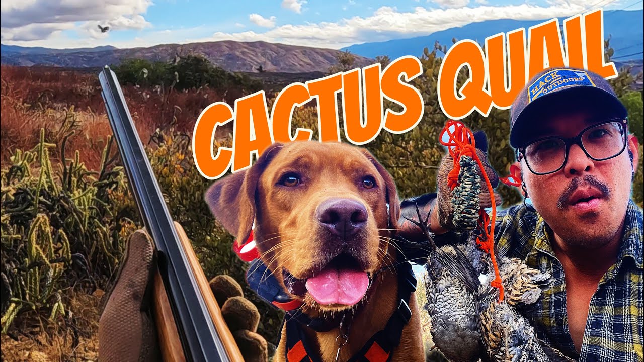 California Quail Hunting: Desert Cactus Quail in 4K - YouTube