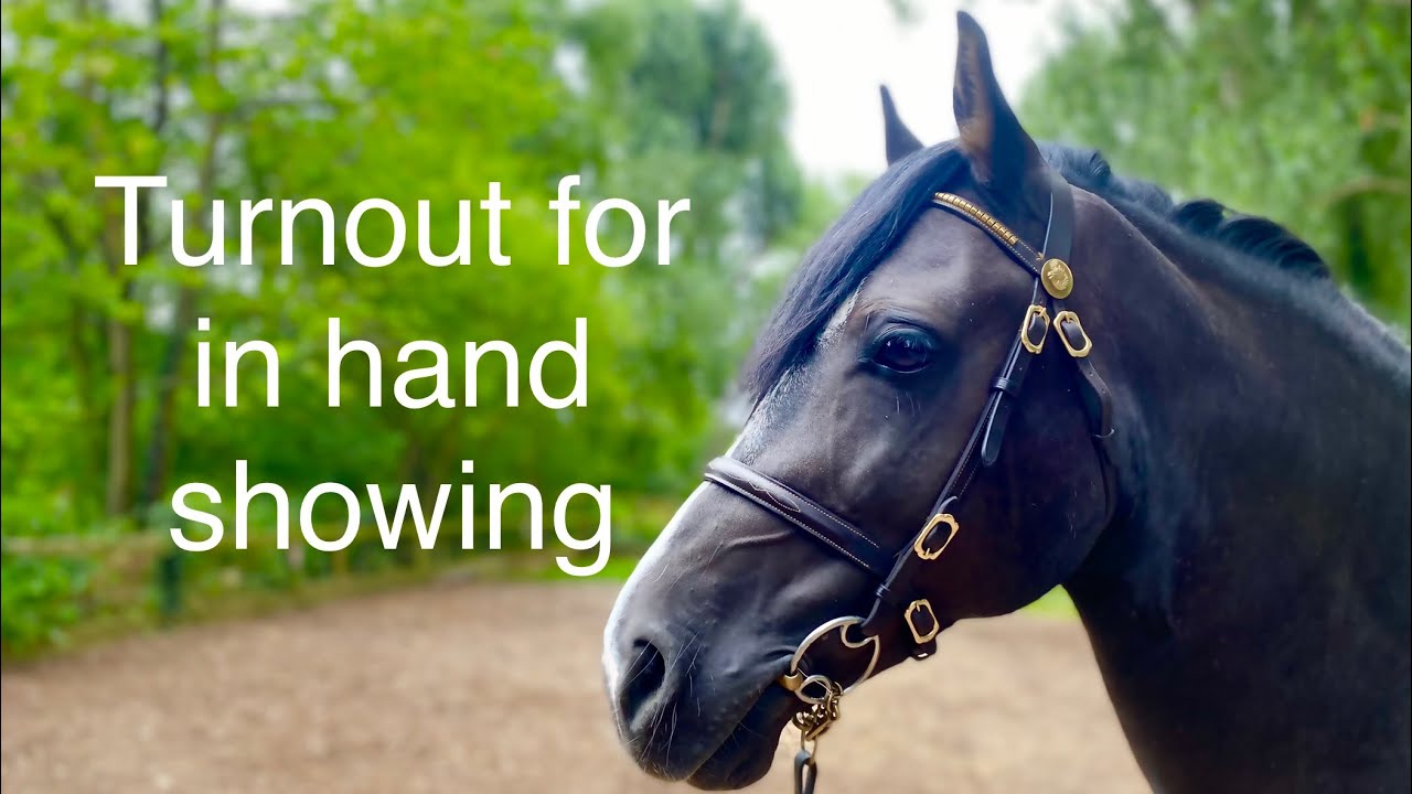 How to turn your welsh section D horse out for in hand showing | show ...