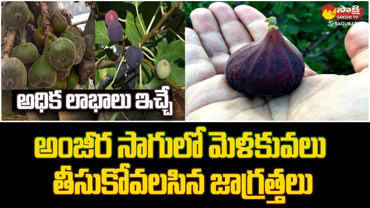 A Complete Guide on How to Grow Anjeera | Anjura Sagu In Telugu ...