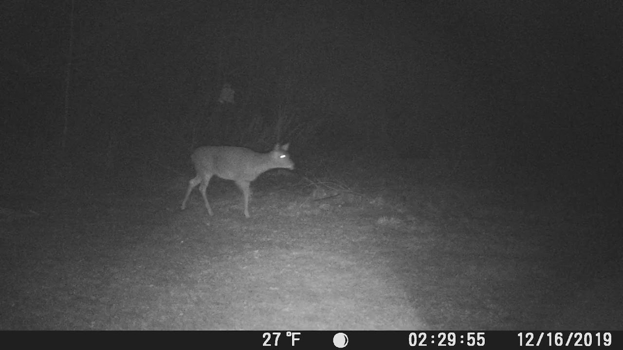 The Trail Cam Deer of December 2019 - YouTube
