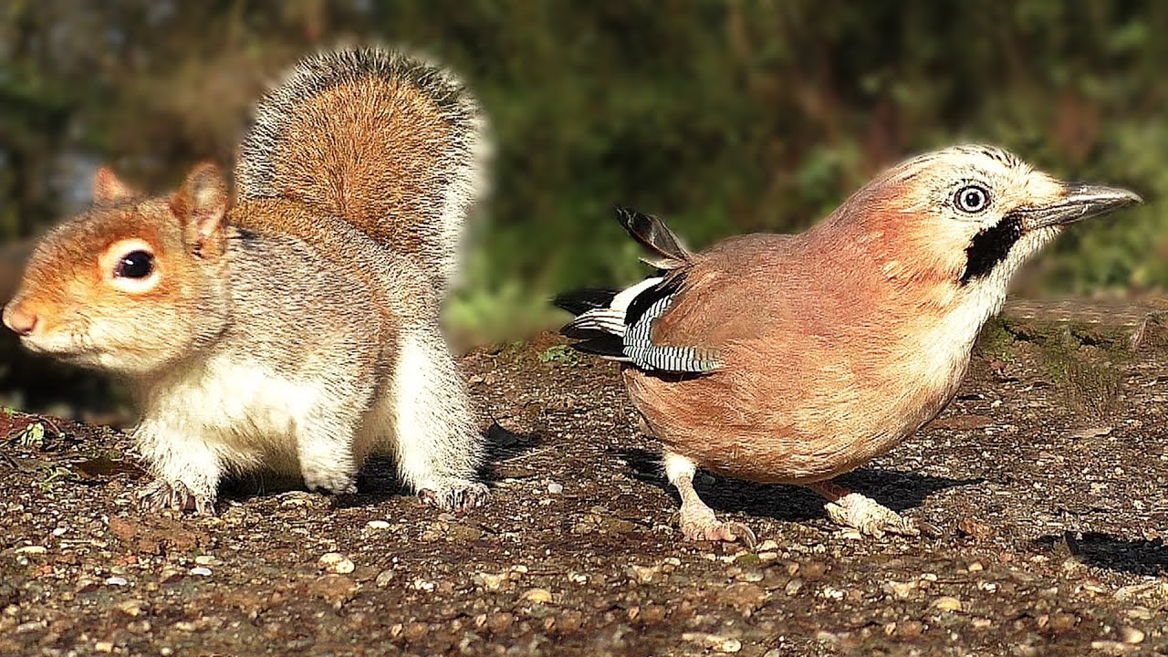 TV for Dogs - Squirrel and Bird Fun - YouTube